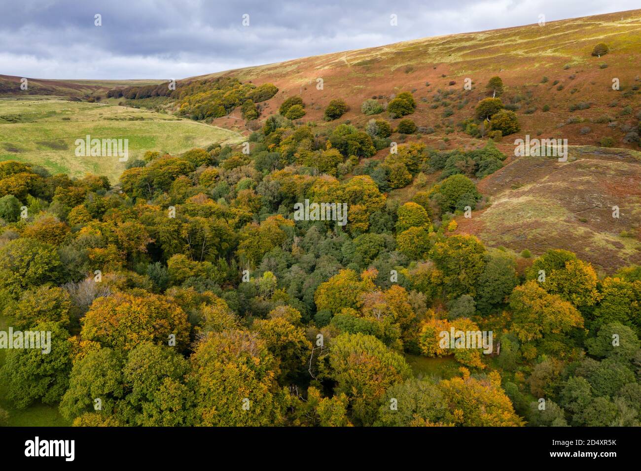 Woodland woods trees autumn fall wales hi-res stock photography and ...