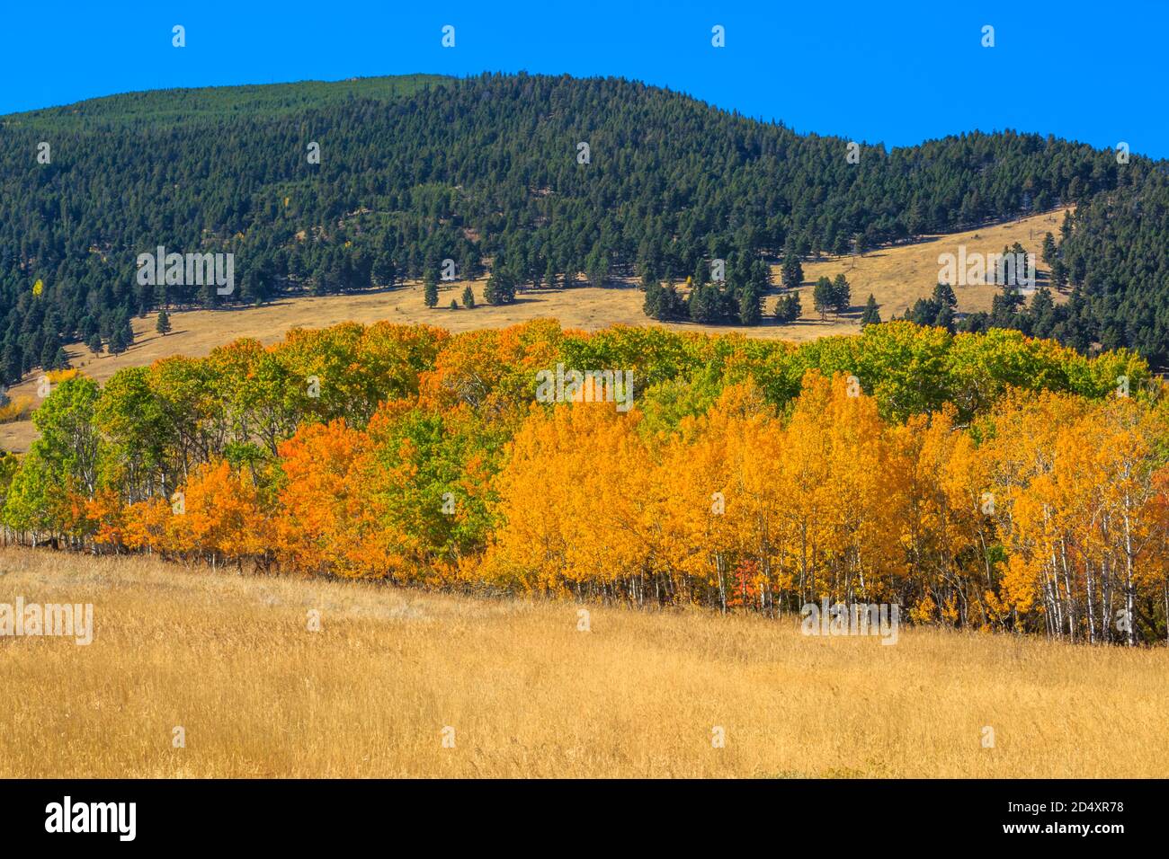 Elk management unit hi-res stock photography and images - Alamy