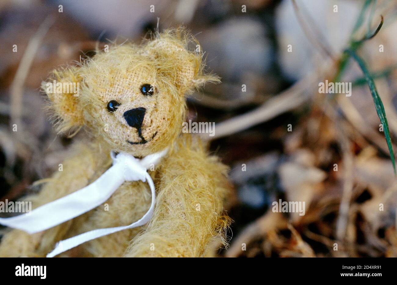 Humorous pose bear hi-res stock photography and images - Alamy