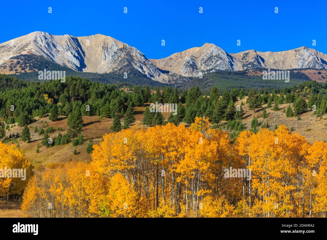 aspen in fall color below the bridger mountains near wilsall, montana ...