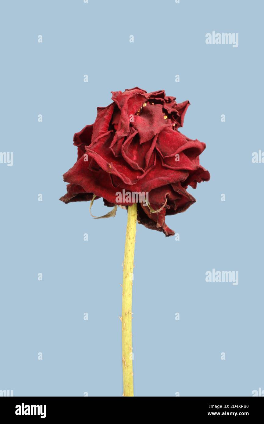 Dried red rose on a light blue background. Closeup Stock Photo - Alamy