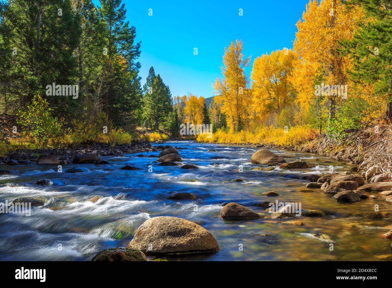 Wise nature hi-res stock photography and images - Alamy