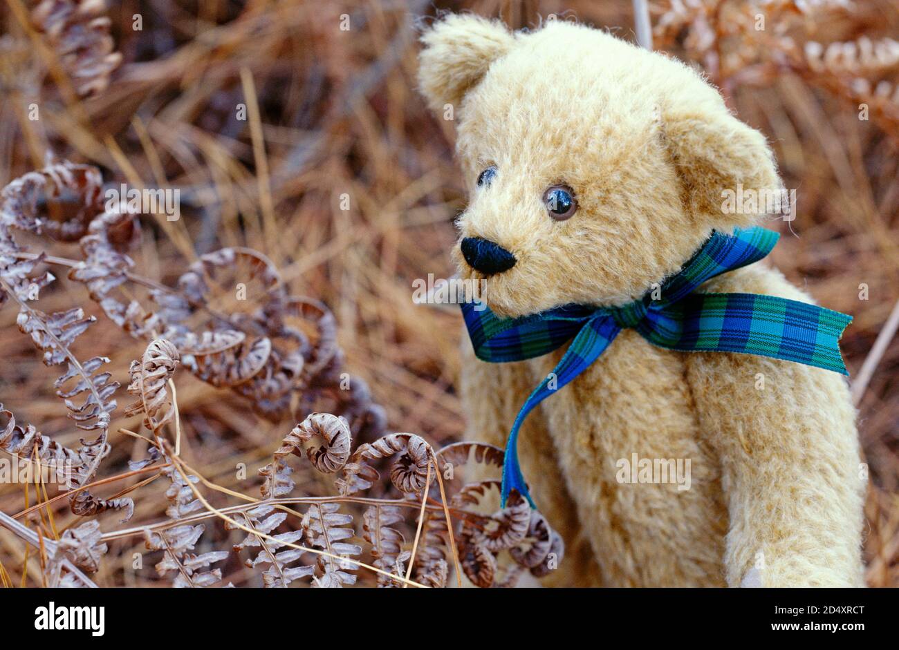 Humorous pose bear hi-res stock photography and images - Alamy
