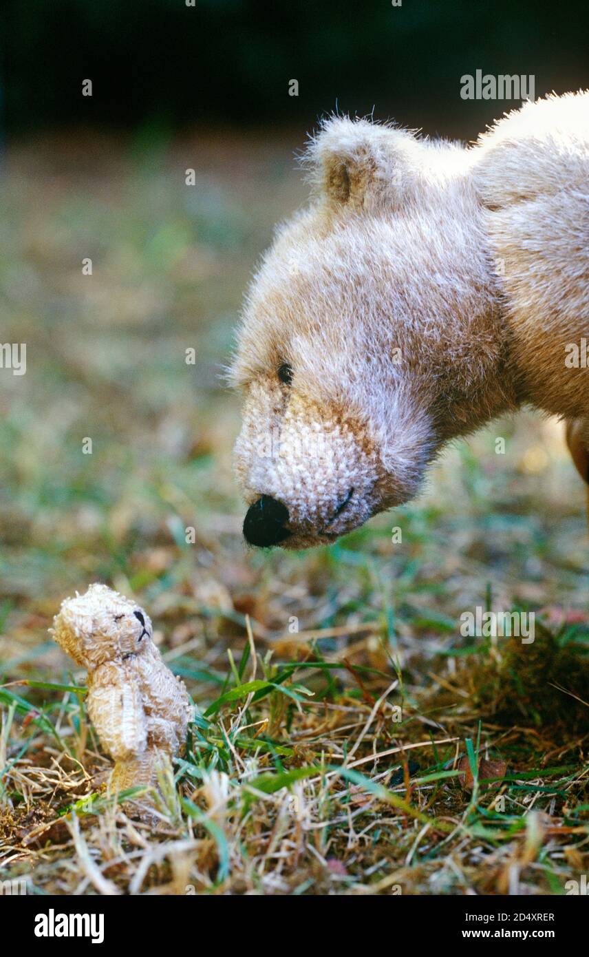 Large teddy bear small hi-res stock photography and images - Alamy