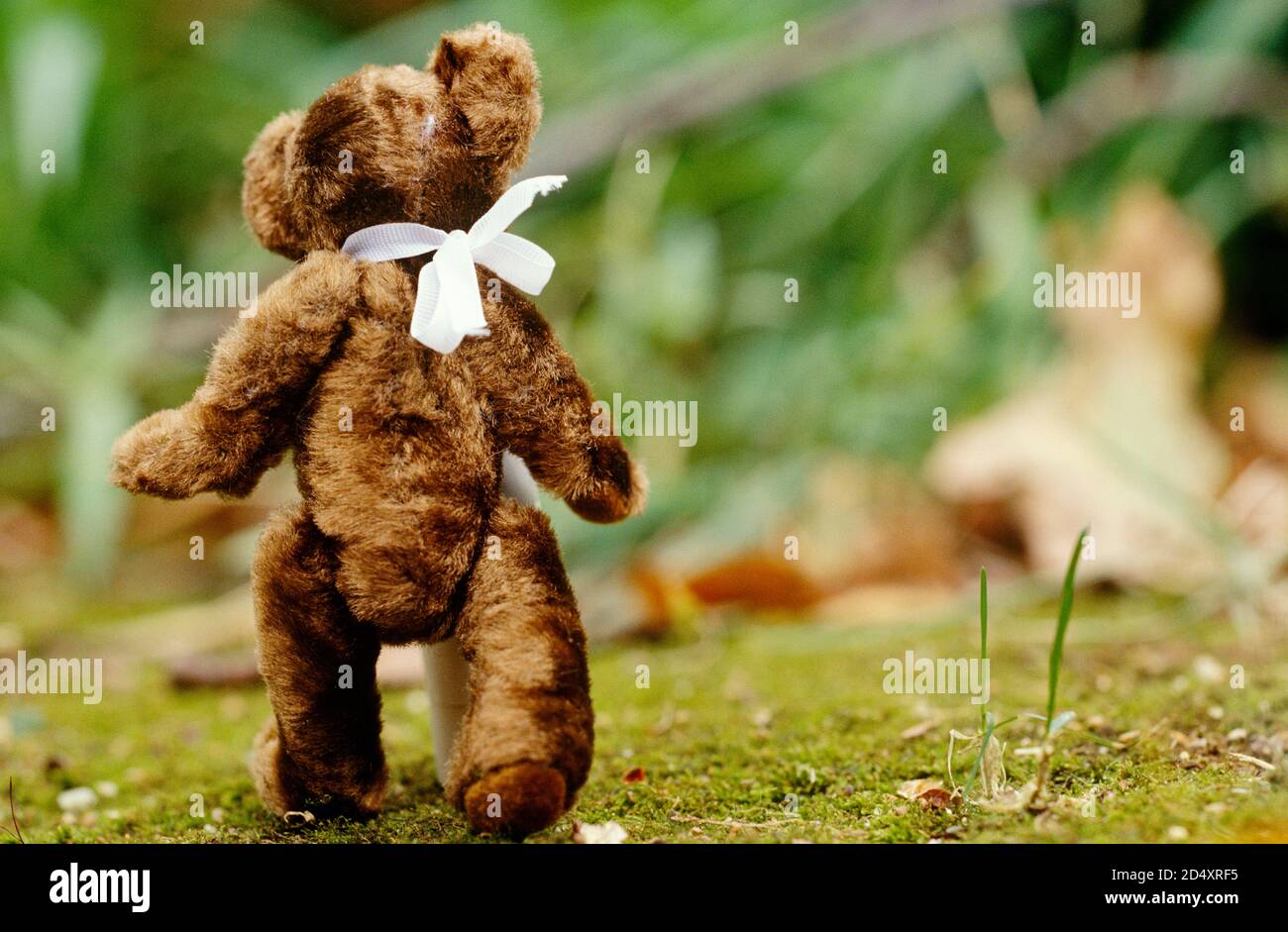 Humorous pose bear hi-res stock photography and images - Alamy