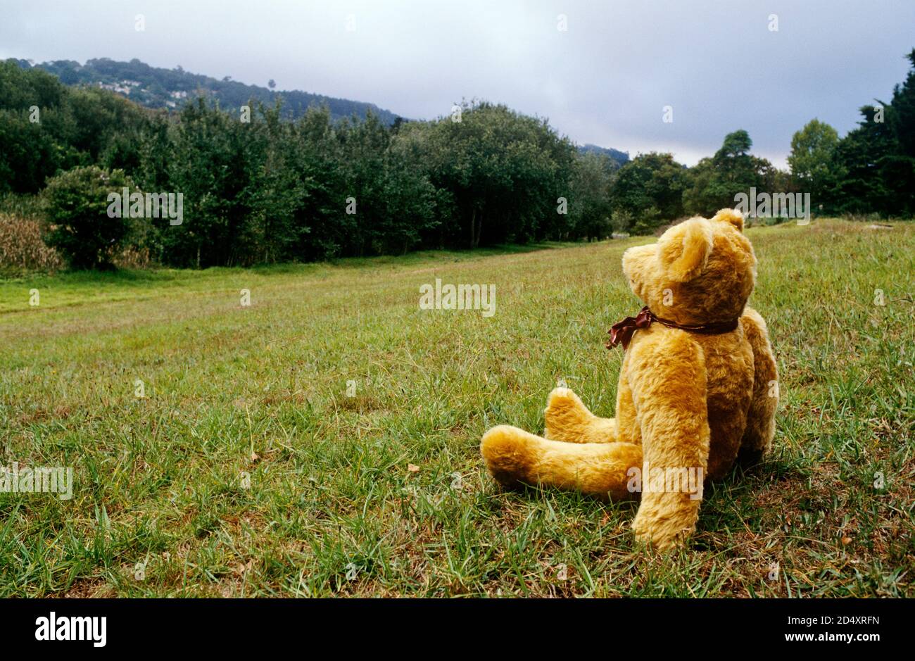 Humorous pose bear hi-res stock photography and images - Alamy