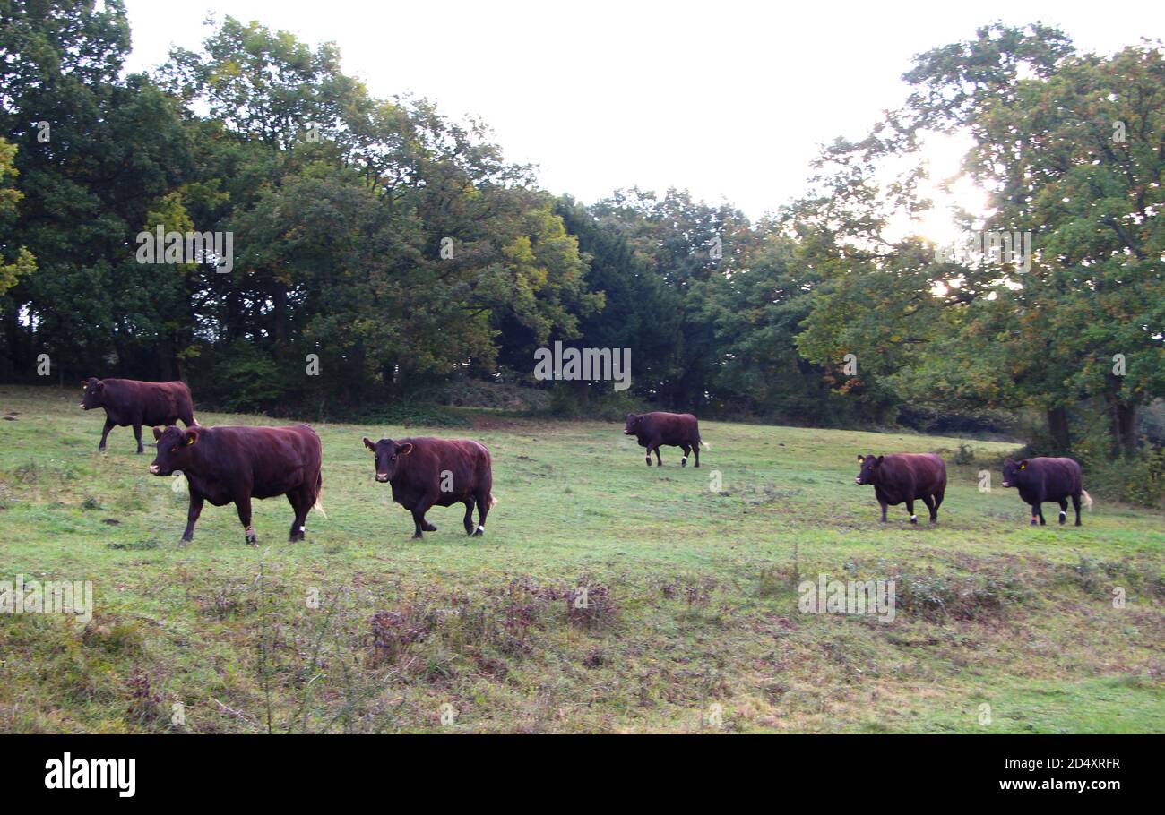 Running Red Poll cattle Bos taurus early autumn morning in a public ...