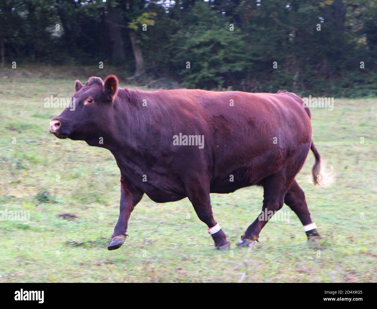 Close up of a running Red Poll cattle Bos taurus early autumn morning ...