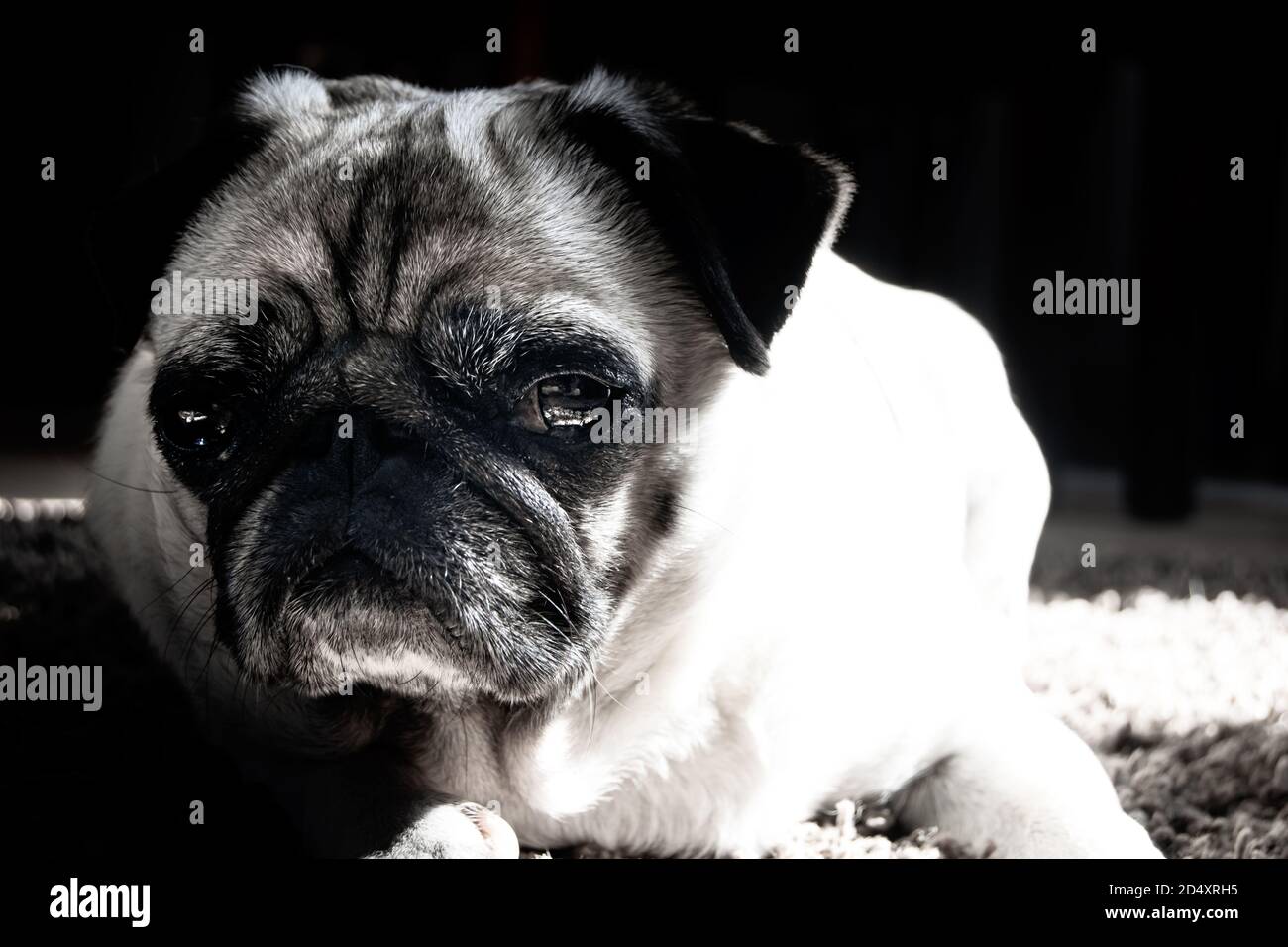 Female pug dog closeup on face expression, cute adult Canis lupus ...