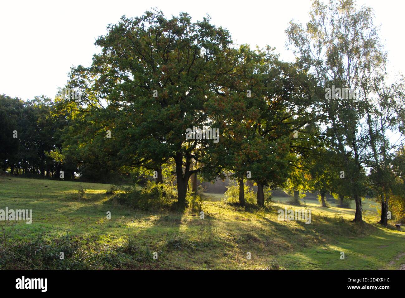 Early morning sun through backlit trees early autumn Riddlesdown Surrey ...