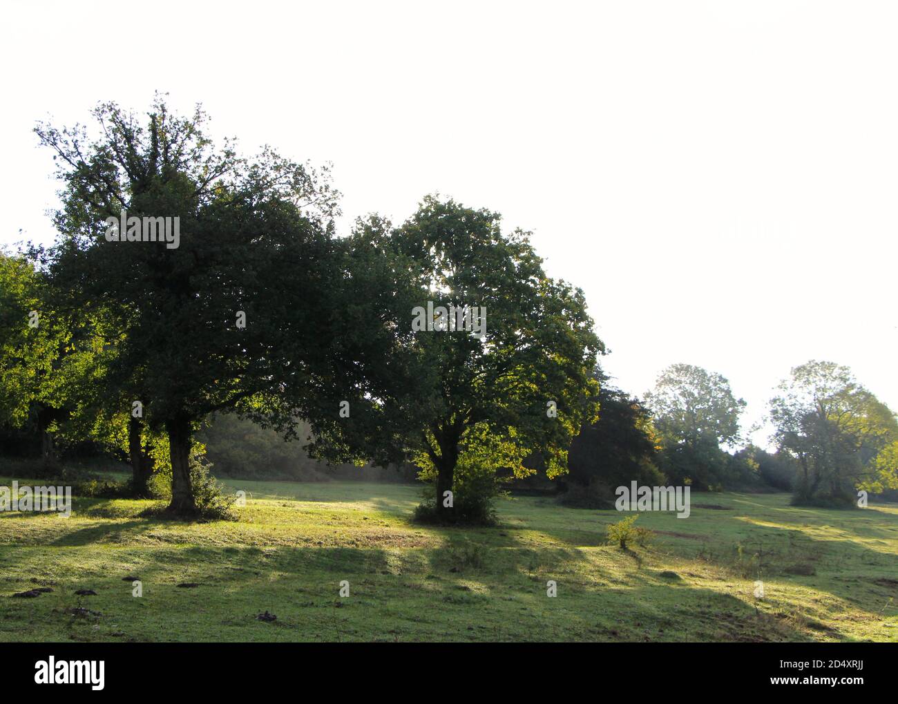 Early morning sun through backlit trees early autumn Riddlesdown Surrey ...