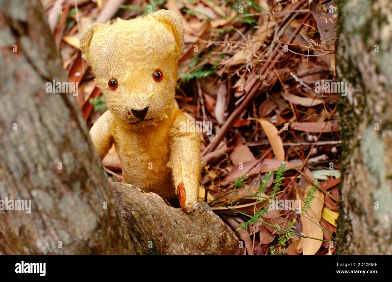 Humorous pose bear hi-res stock photography and images - Alamy