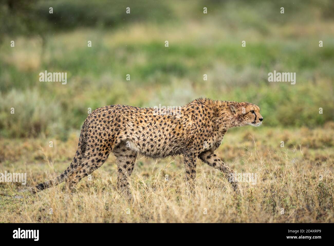 Horizontal portrait of an adult cheetah walking wet in the rain in ...