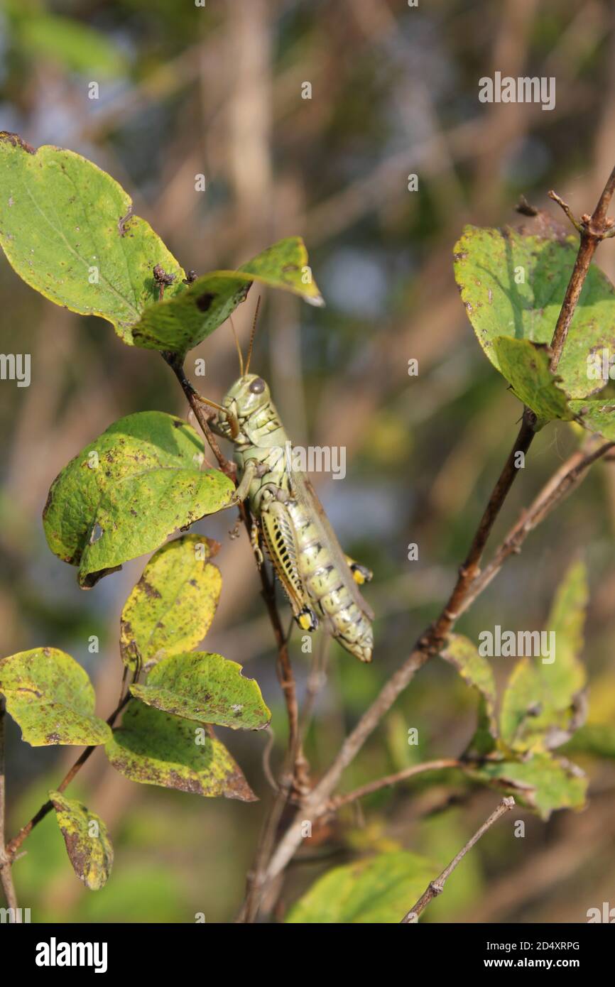 Enjoying the brisk fall air hi-res stock photography and images - Alamy
