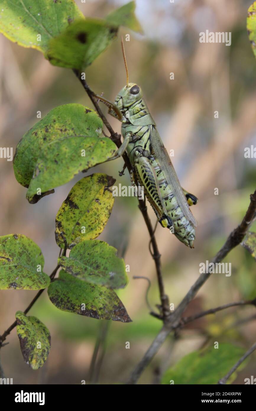 Enjoying the brisk fall air hi-res stock photography and images - Alamy