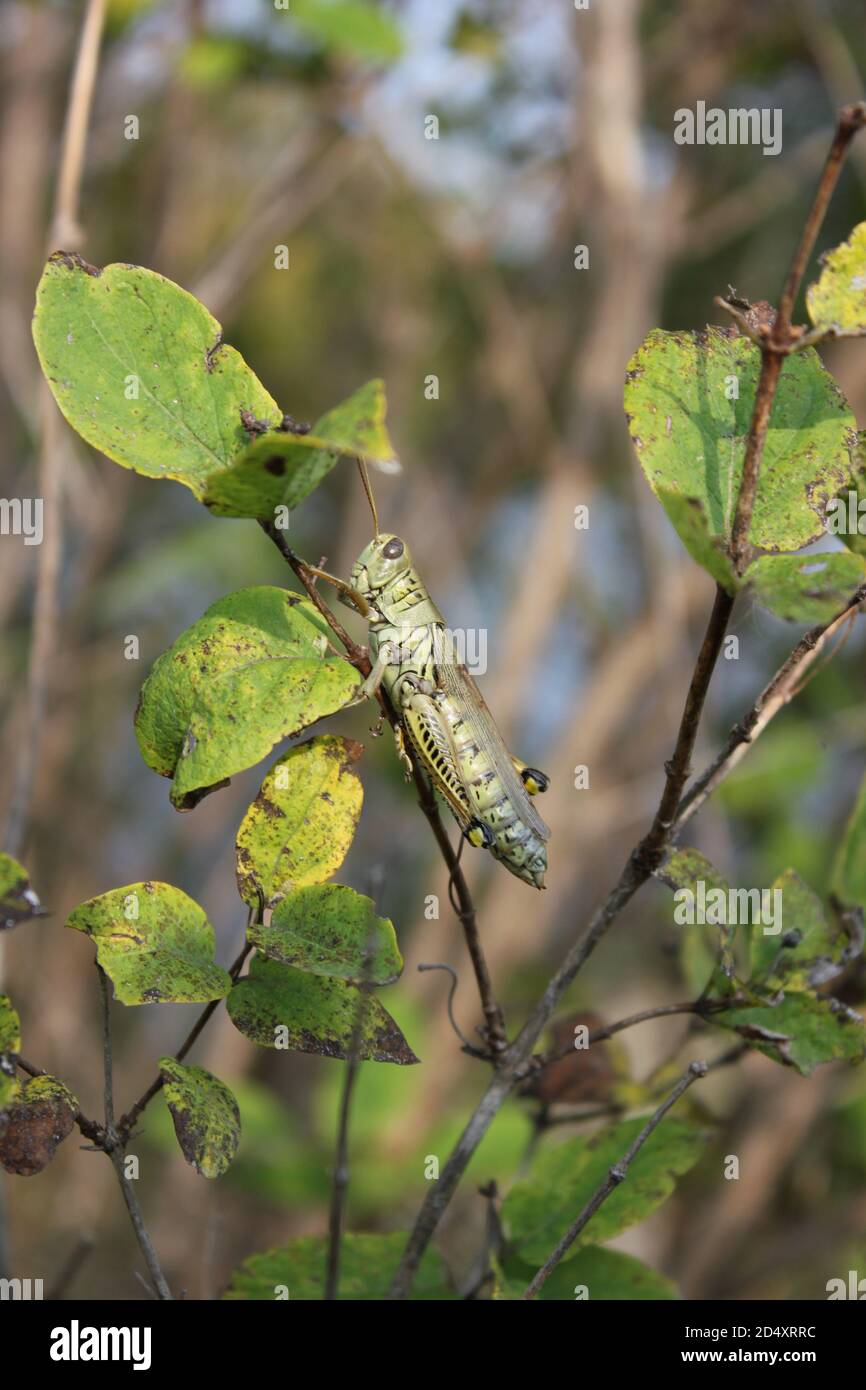 Enjoying the brisk fall air hi-res stock photography and images - Alamy