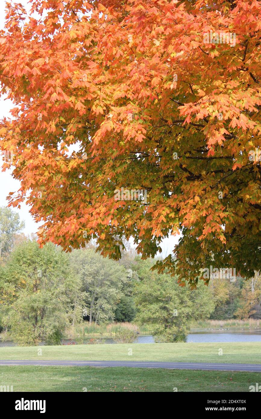Colorful sugar maple tree showing its bright fall colors in the woods ...