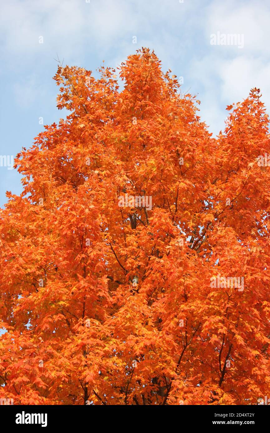 Colorful sugar maple tree showing its bright fall colors in the woods ...