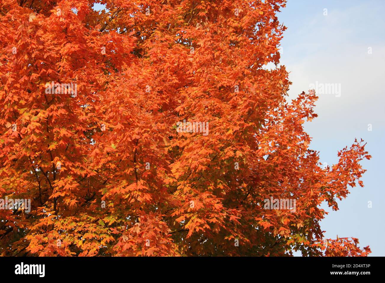Colorful sugar maple tree showing its bright fall colors in the woods ...