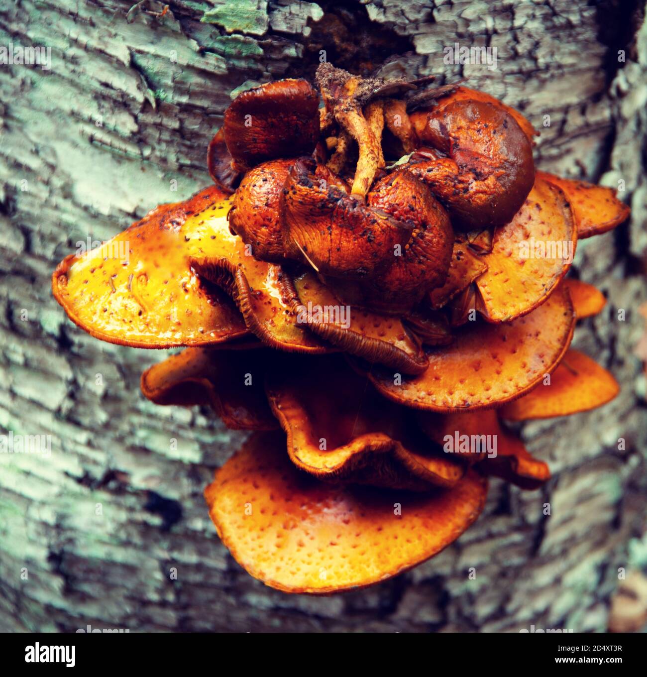 Orange color Mushrooms growing on a birch tree in Maine Stock Photo - Alamy