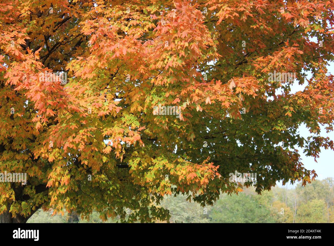 The beautiful fall colors showing themselves on an autumn day in the ...