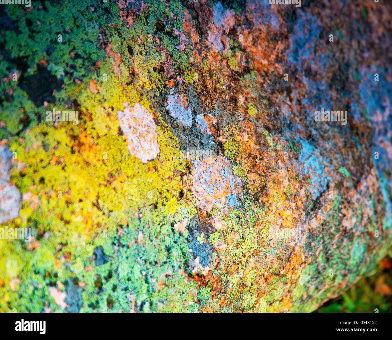 Sunlight hitting a rock covered in lichen Stock Photo - Alamy