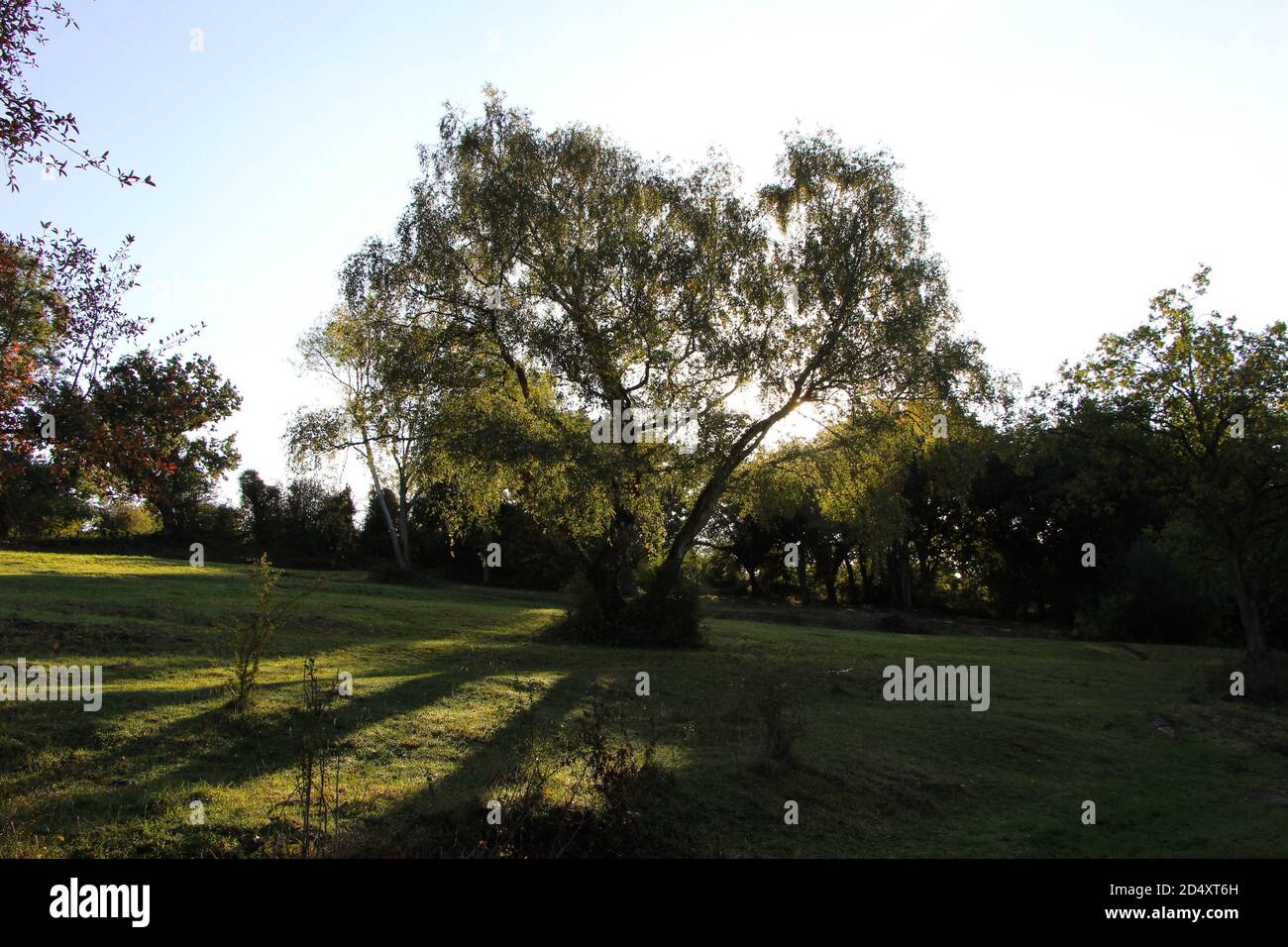 Early morning sun through backlit trees early autumn Riddlesdown Surrey ...