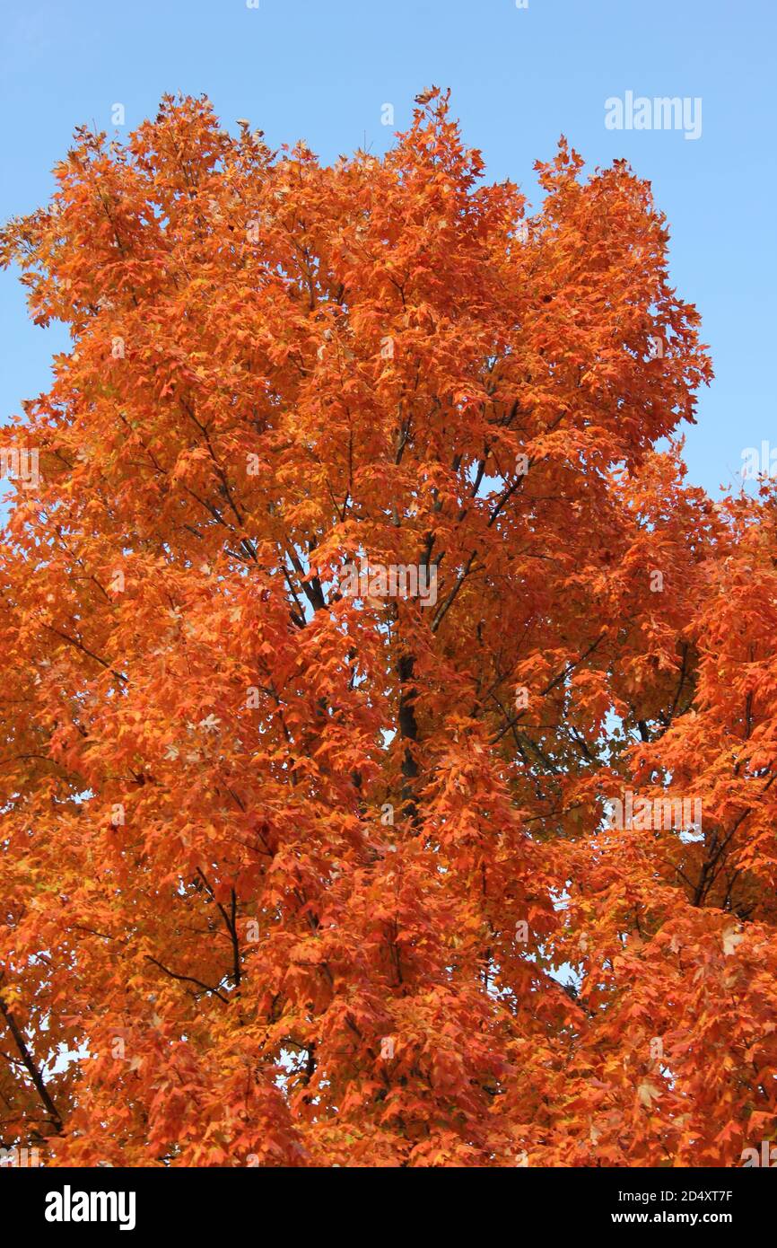 Colorful sugar maple tree showing its bright fall colors in the woods ...