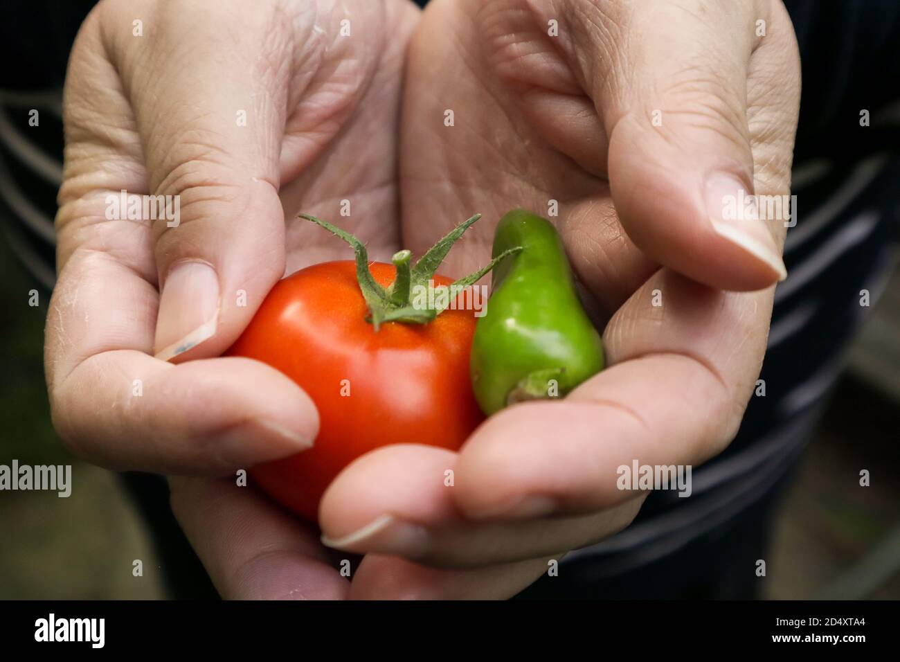 Close up detailed shot of hands holding a single green peper and a ...