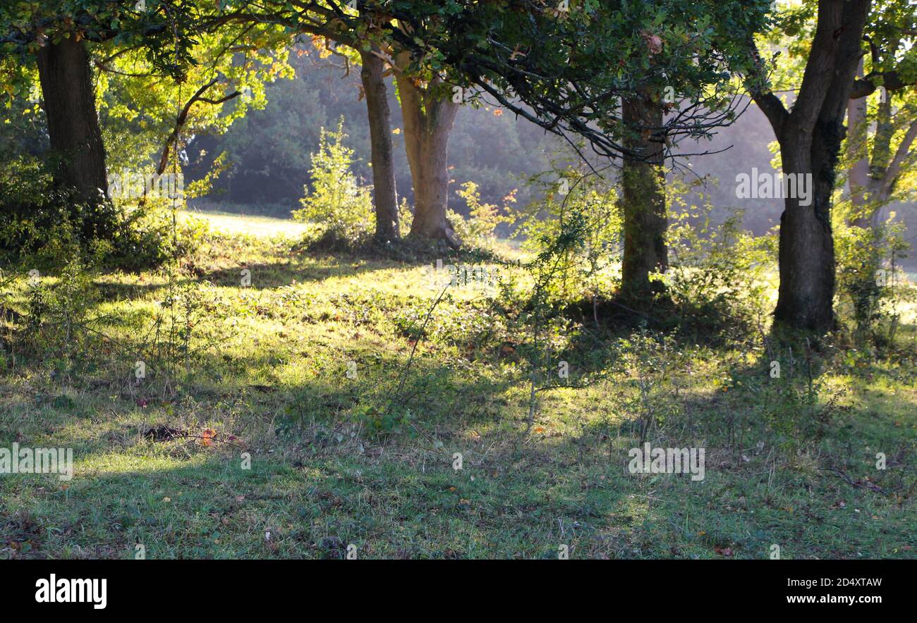 Early morning sun through backlit trees early autumn Riddlesdown Surrey ...