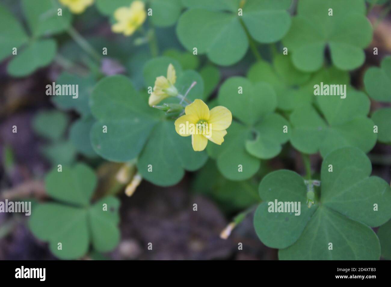 Beautiful bright yellow wildflower growing in the meadow Stock Photo ...