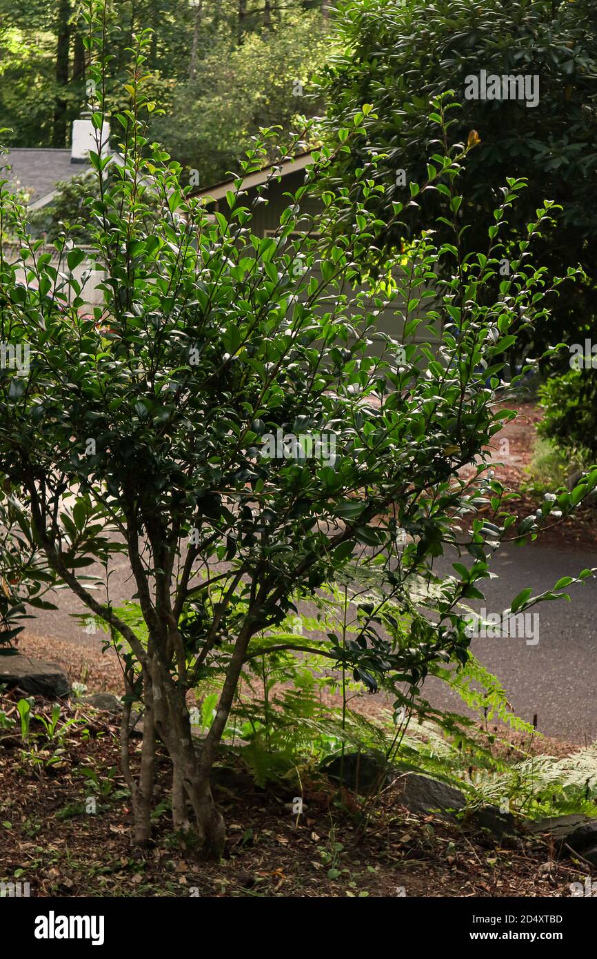 a healthy green bush growing wild in a flowerbed on country road Stock ...