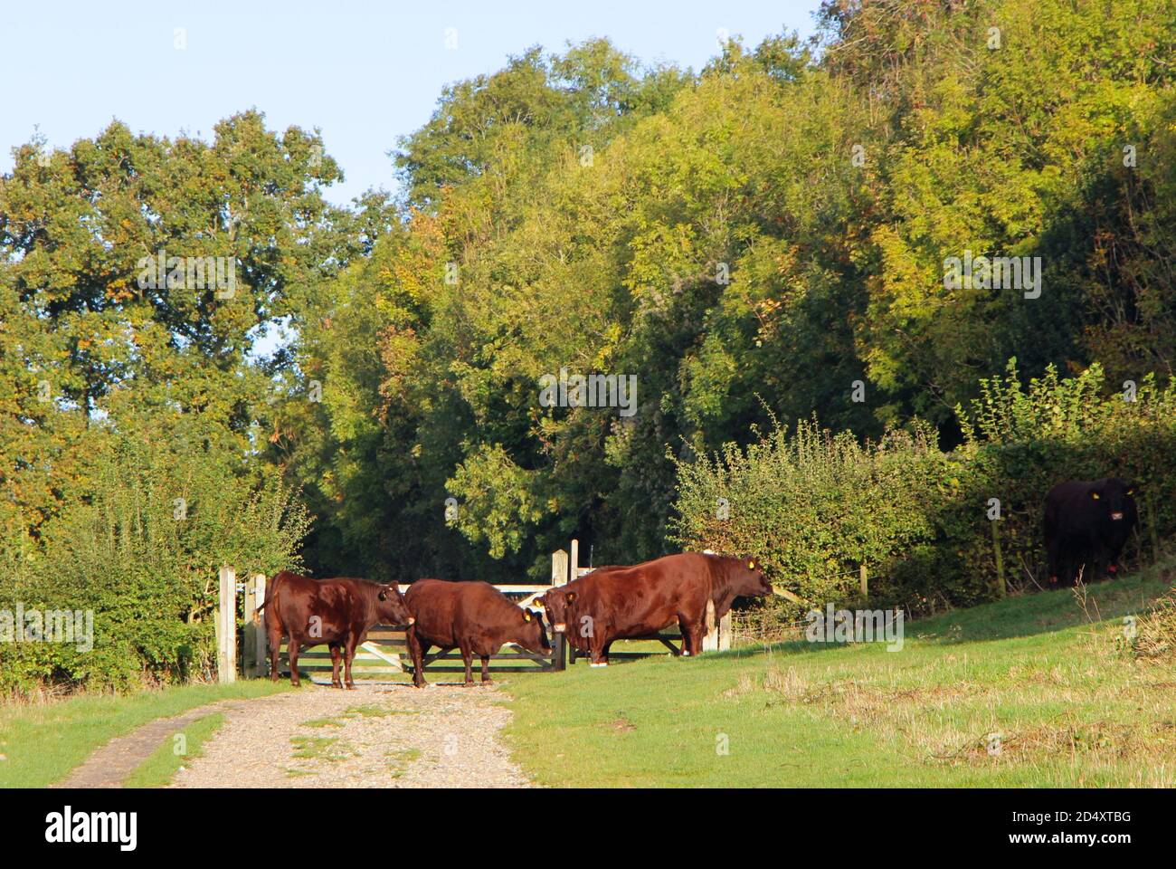 Red Poll cattle Bos taurus in front of a gate with trees and early ...