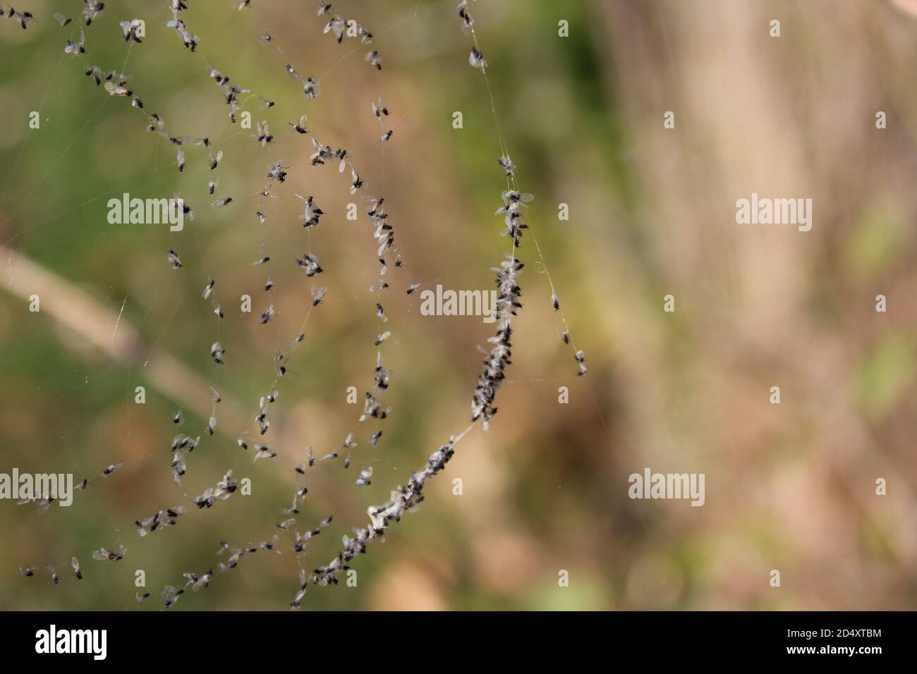 A spider web full of dead flies Stock Photo - Alamy