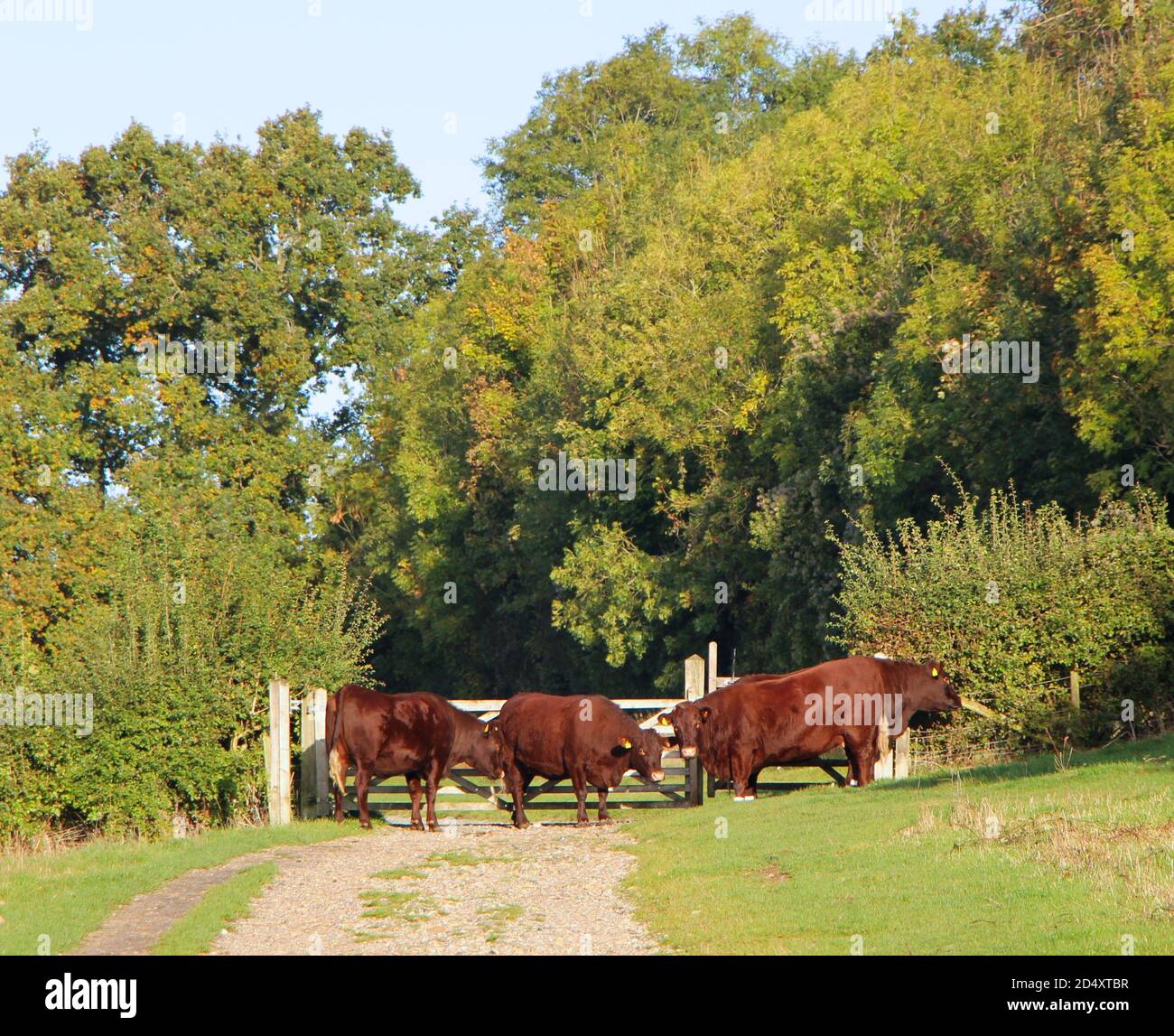 Red Poll cattle Bos taurus in front of a gate with trees and early ...