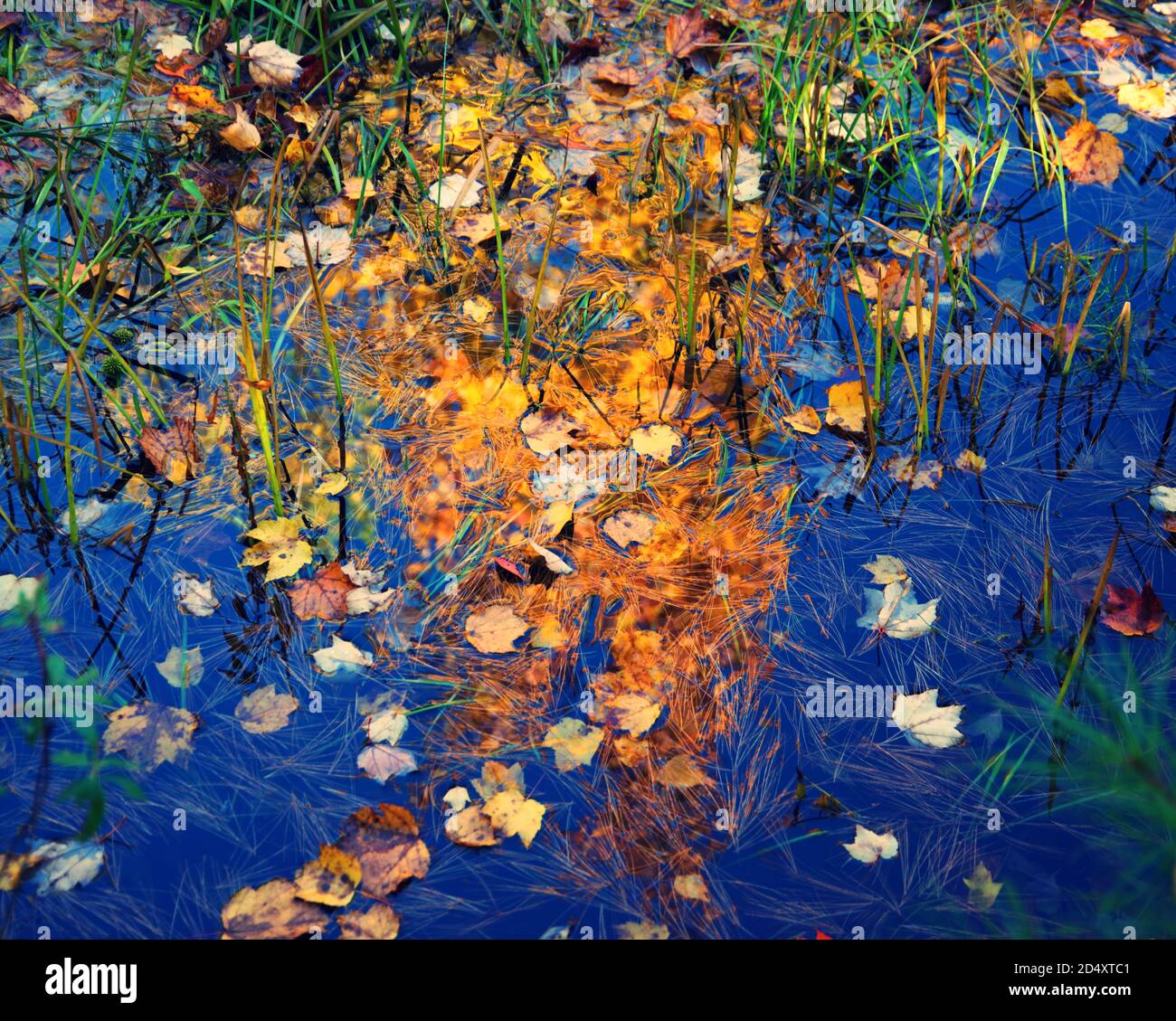 Reflection of leaves and colors in a pool of shallow water, that ...