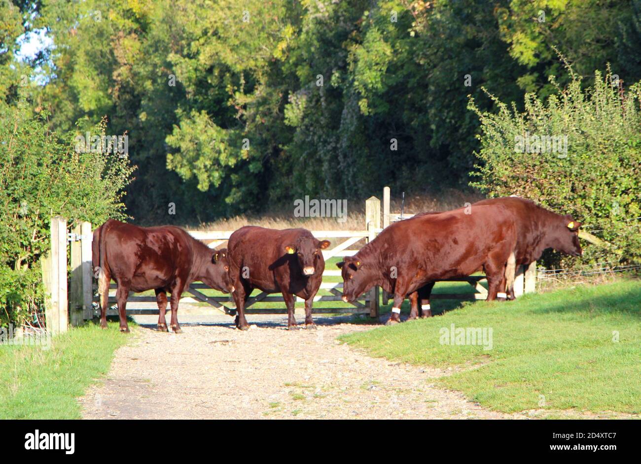 Red Poll cattle Bos taurus in front of a gate with trees and early ...
