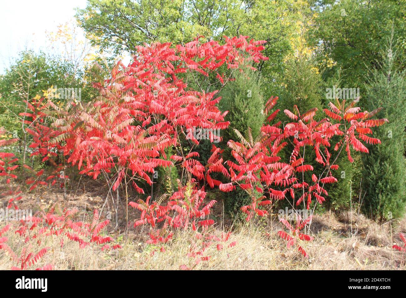 Smooth sumac trees with red foliage with eastern red cedars behind them ...