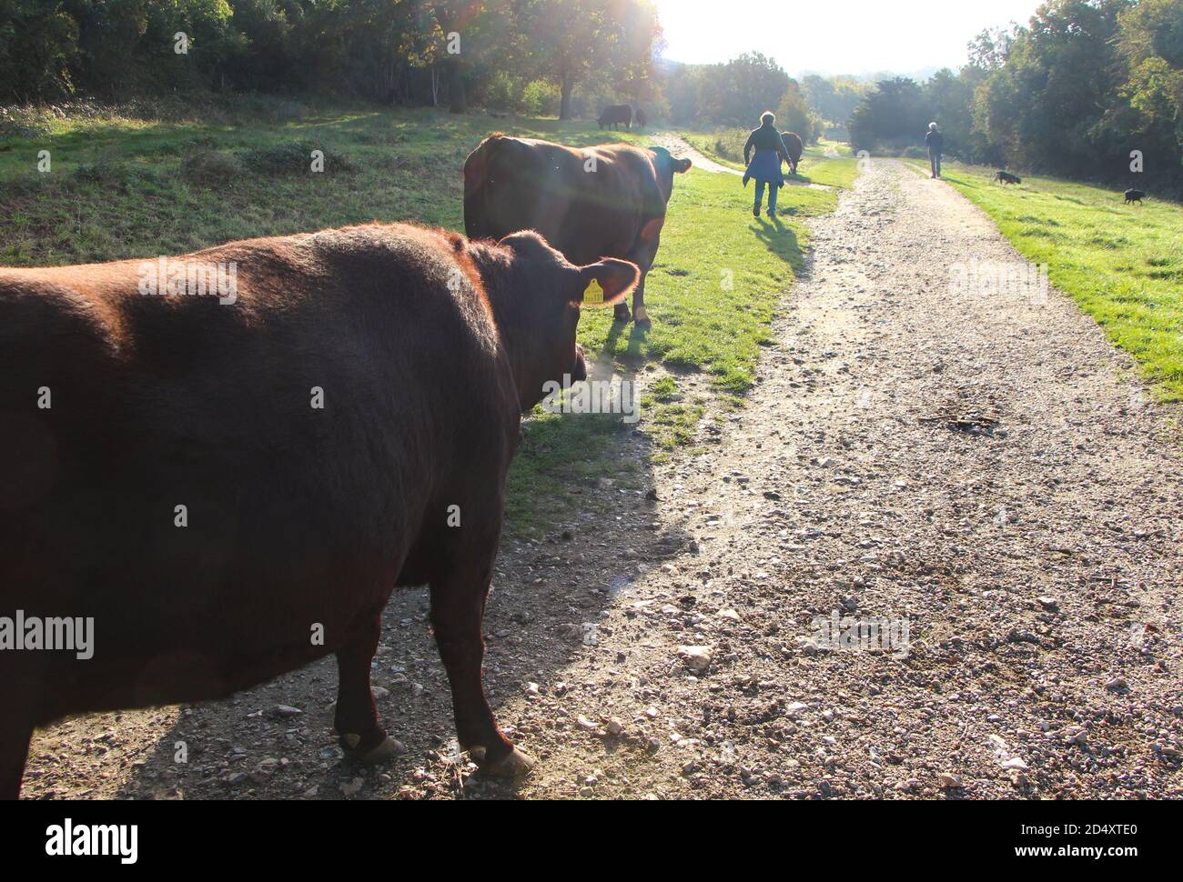 Walking dog cow hi-res stock photography and images - Alamy