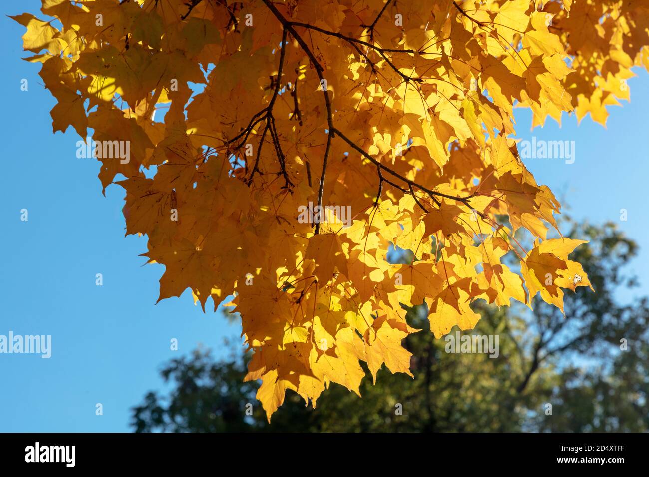 Sugar Maple Trees in autumn color (Acer saccharum), Michigan, USA, by ...