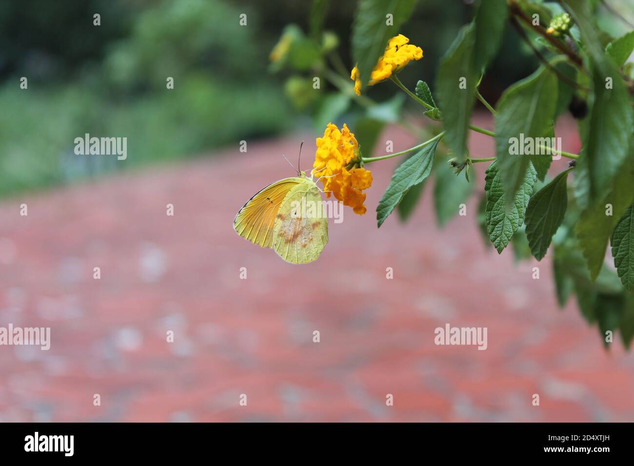 A butterfly collecting pollen from a common yellow garden flower Stock ...