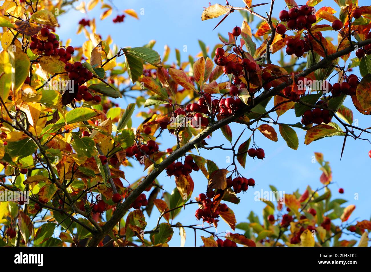 Autumn leaves on a tree with red berries against a blue sky Riddlesdown ...