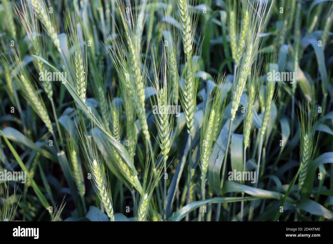 Best of green screen hi-res stock photography and images - Alamy