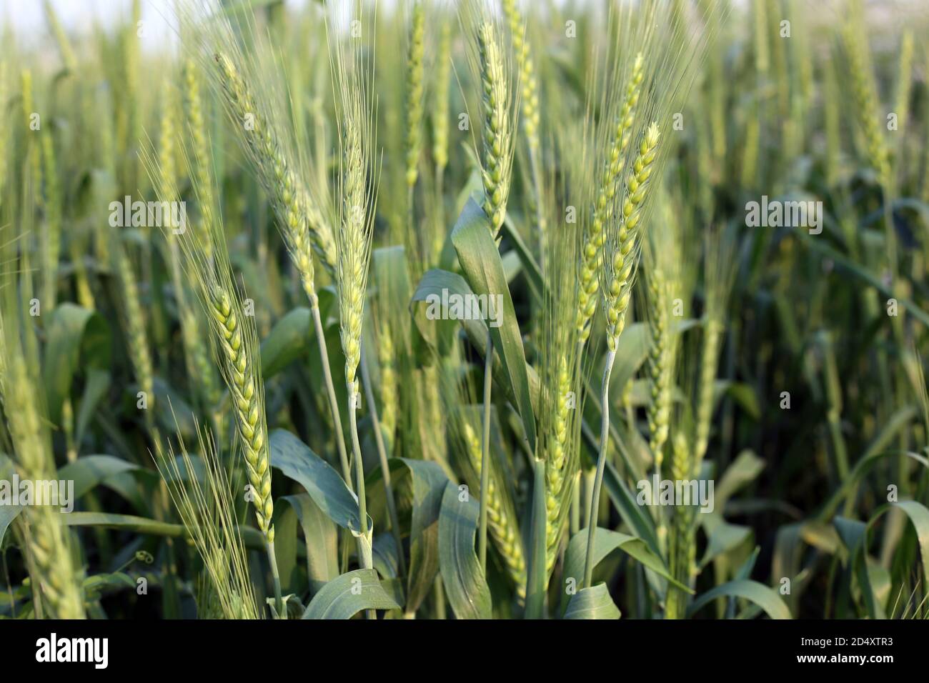 Green Wheat growing on the field Stock Photo - Alamy