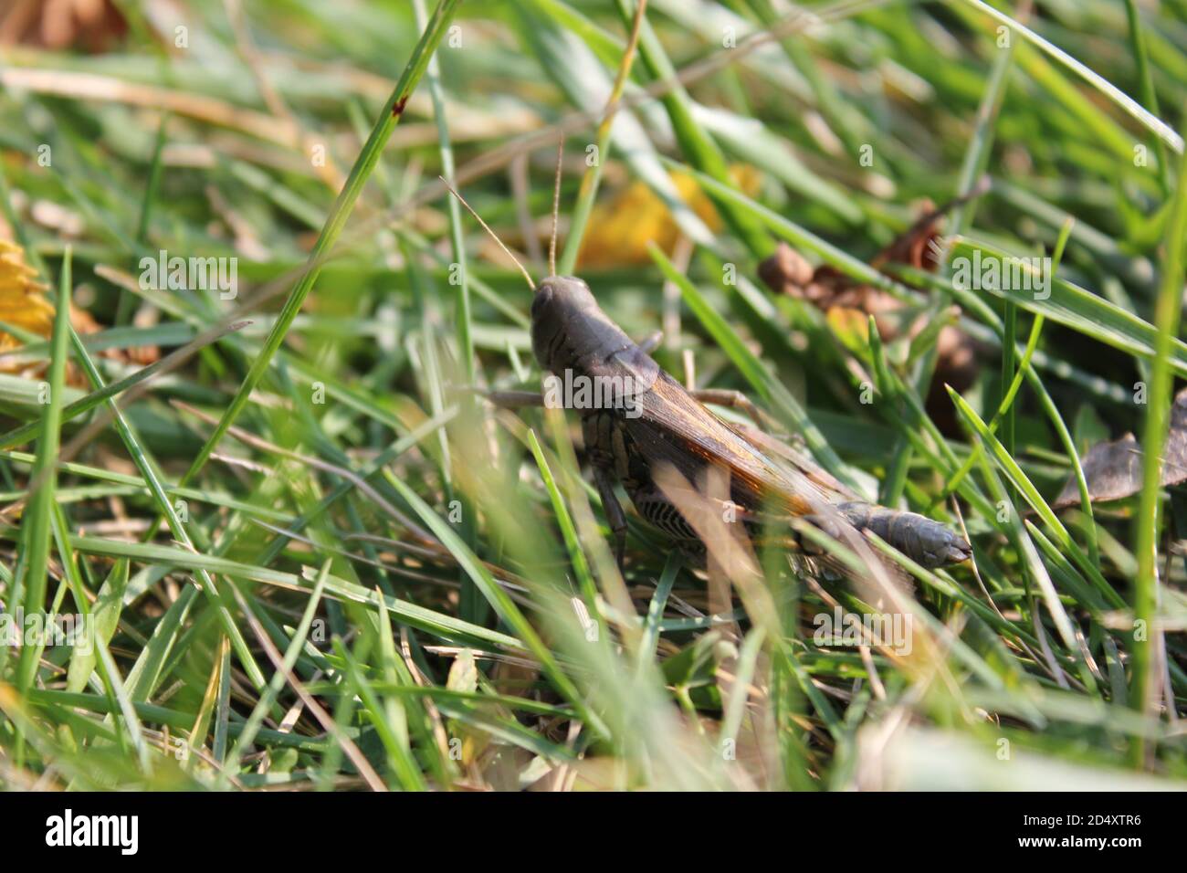 A wild grasshopper enjoying the brisk autumn day Stock Photo - Alamy