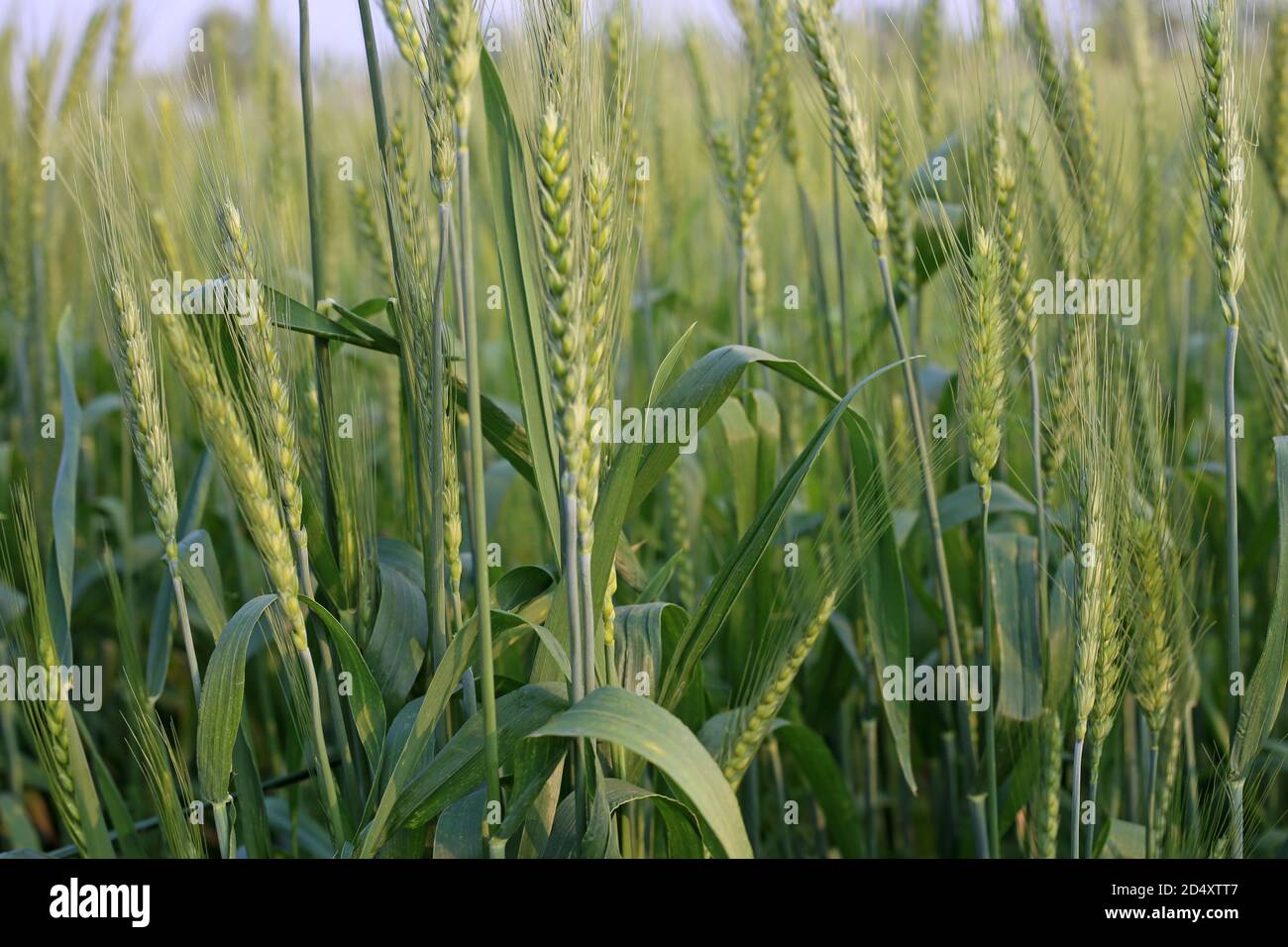 Best whole wheat bread hi-res stock photography and images - Alamy
