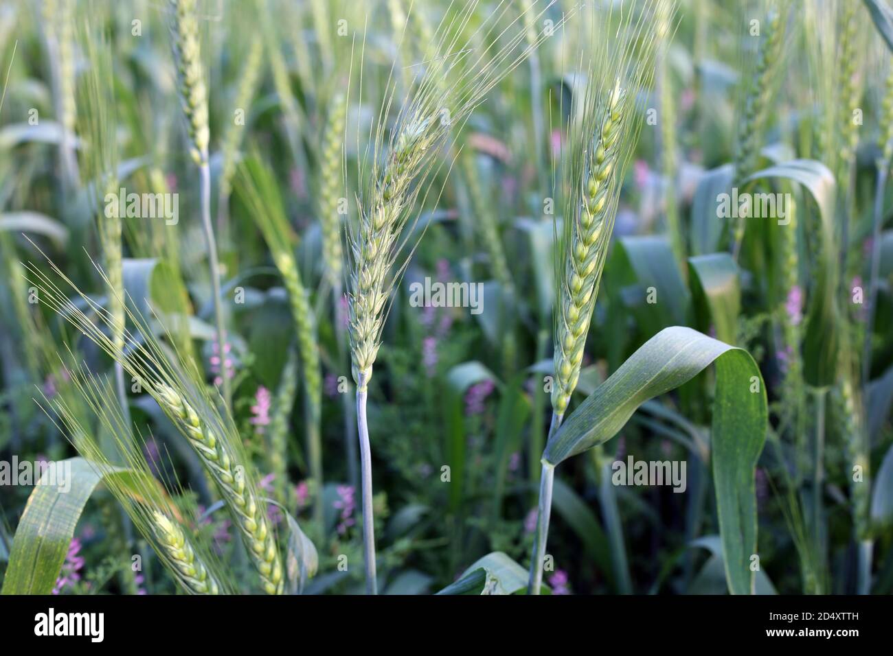 Best of green screen hi-res stock photography and images - Alamy