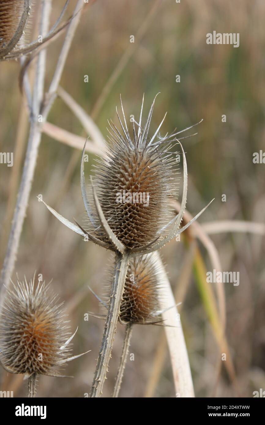 Dry thistle growing on a beautiful fall day Stock Photo - Alamy
