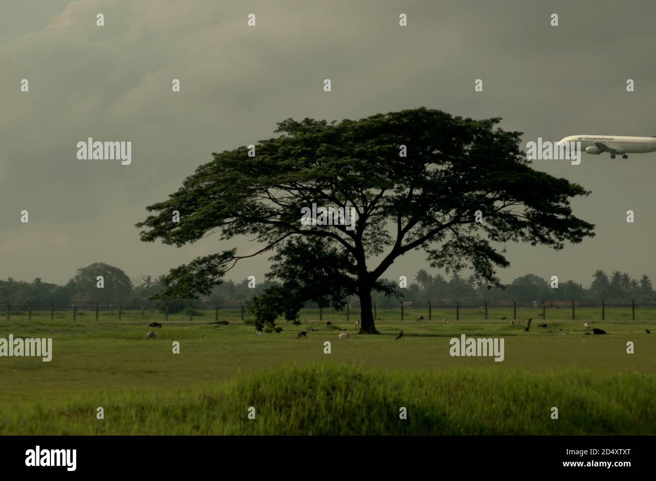 A Garuda Indonesia's aircraft flying over grassland, a giant tree and ...