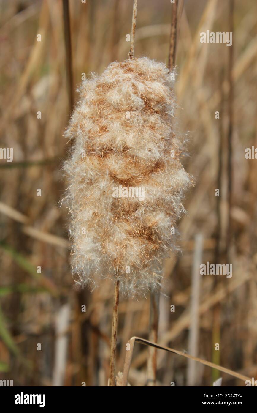 Beautiful fall day and bulrush, cattails, reeds, typha, and punks at ...